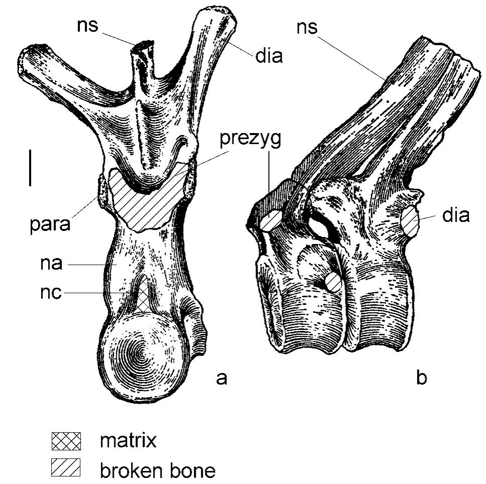 Vertebrae of chungkingosaurus (cv 206). (a) dorsal vertebra