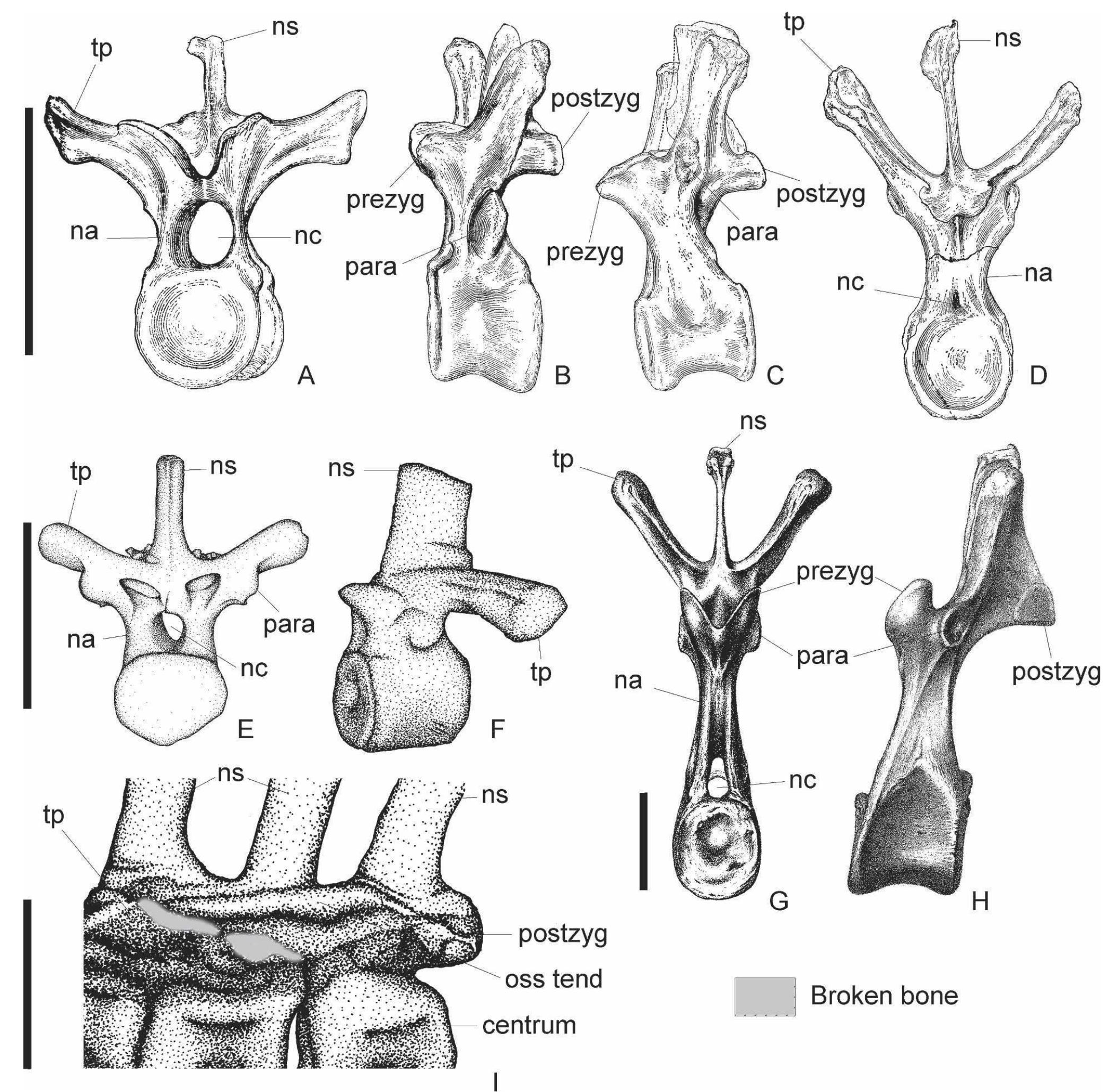 Dorsal vertebrae. a-d, dorsal vertebrae of huayangosaurus