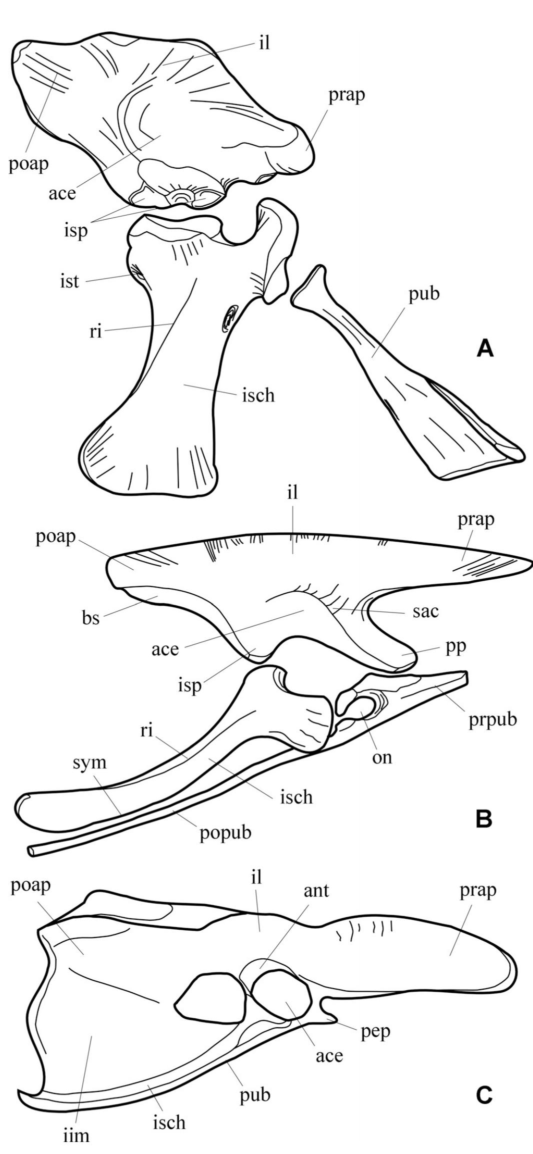 Examples of the pelvic girdle of extant crocodilians, basal