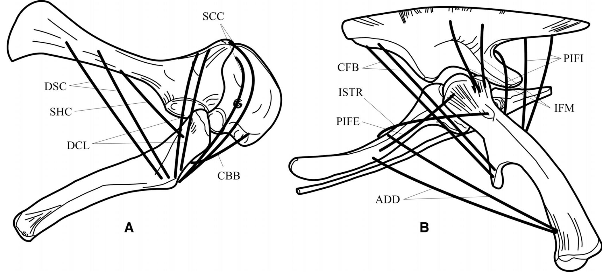 Reconstruction of the lines of action of muscles in a