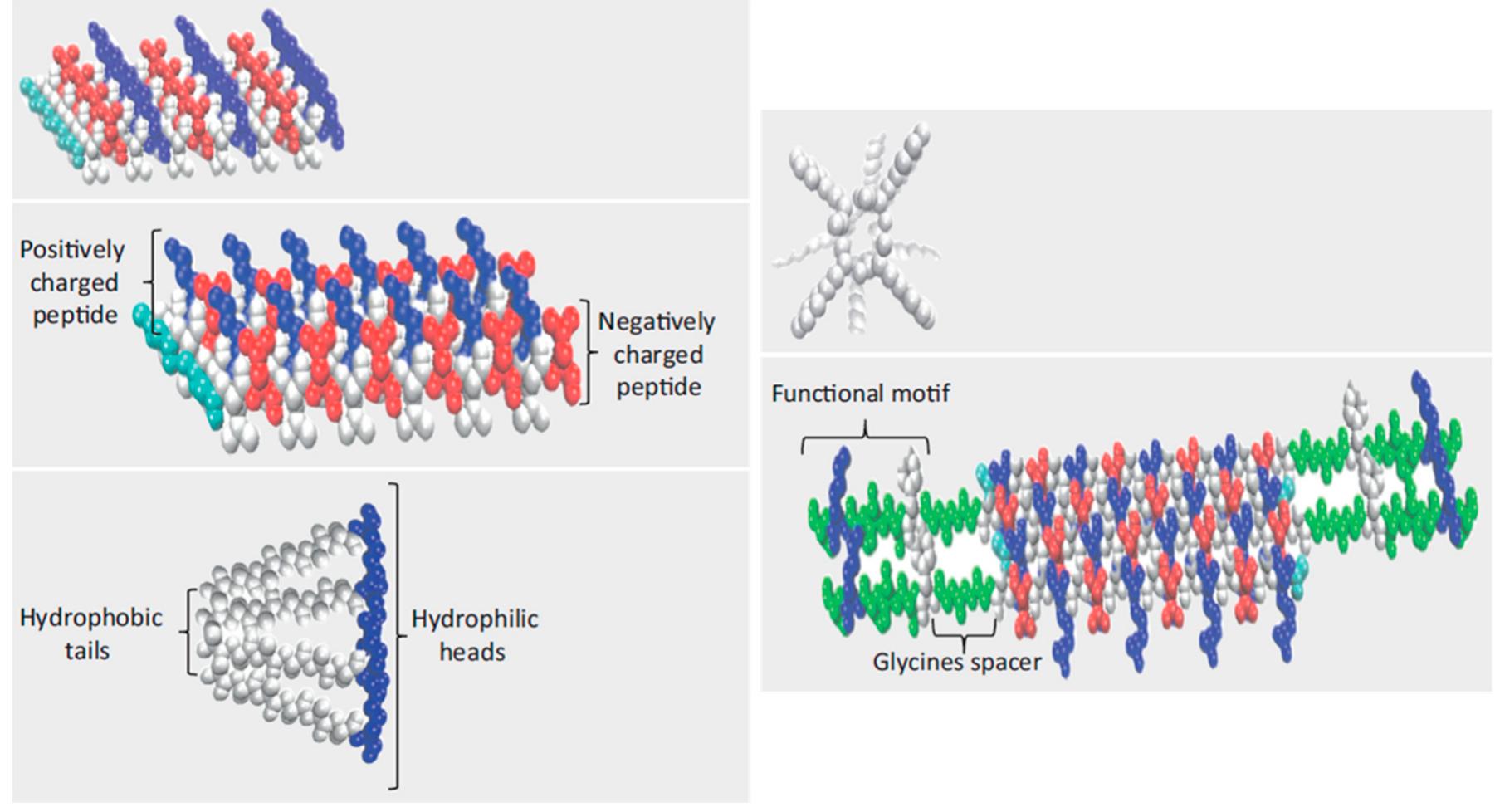 Typical structures of different self-assembled peptides: