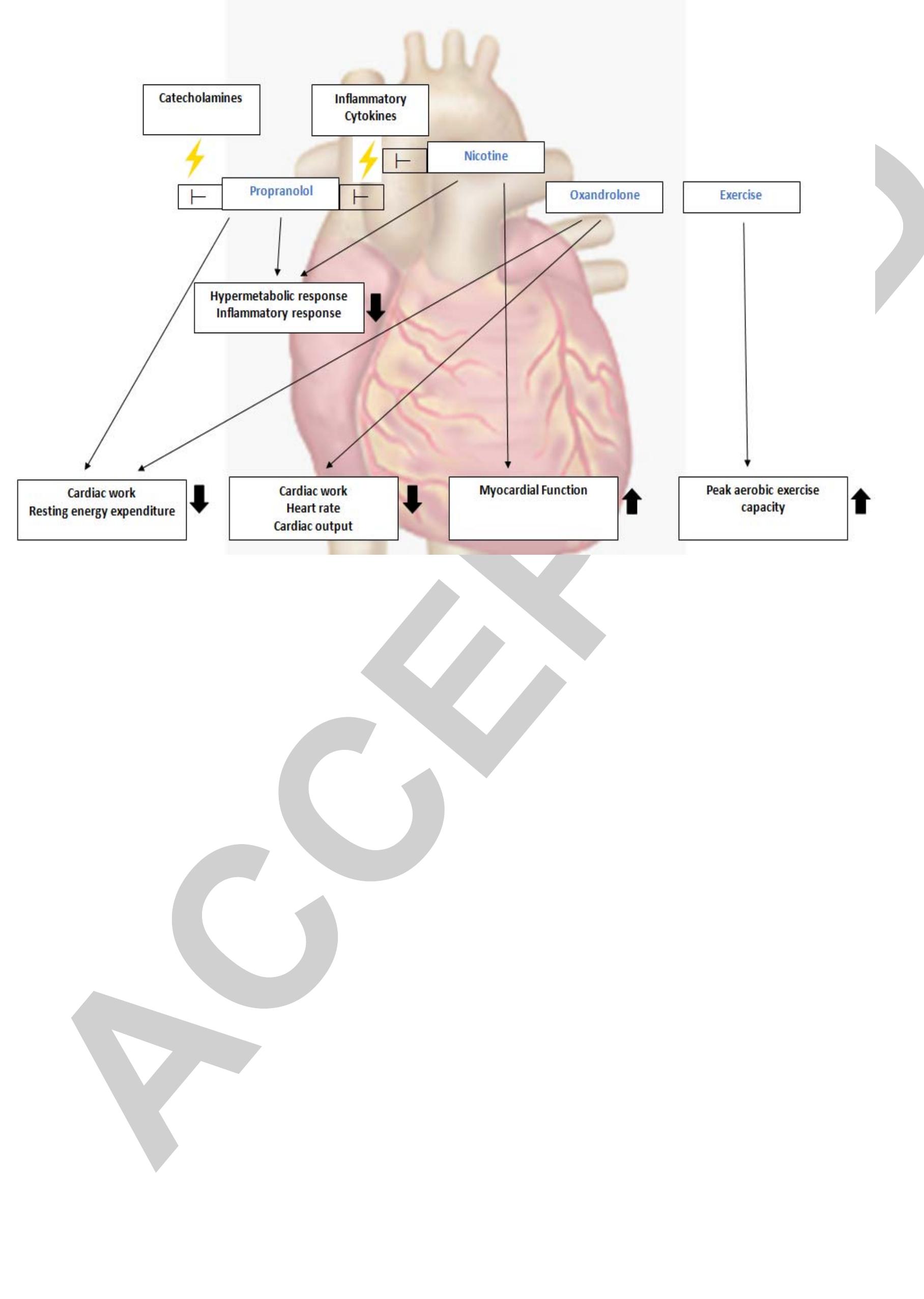 Figure 1 - Cardiac Dysfunction in Severely Burned Patients: