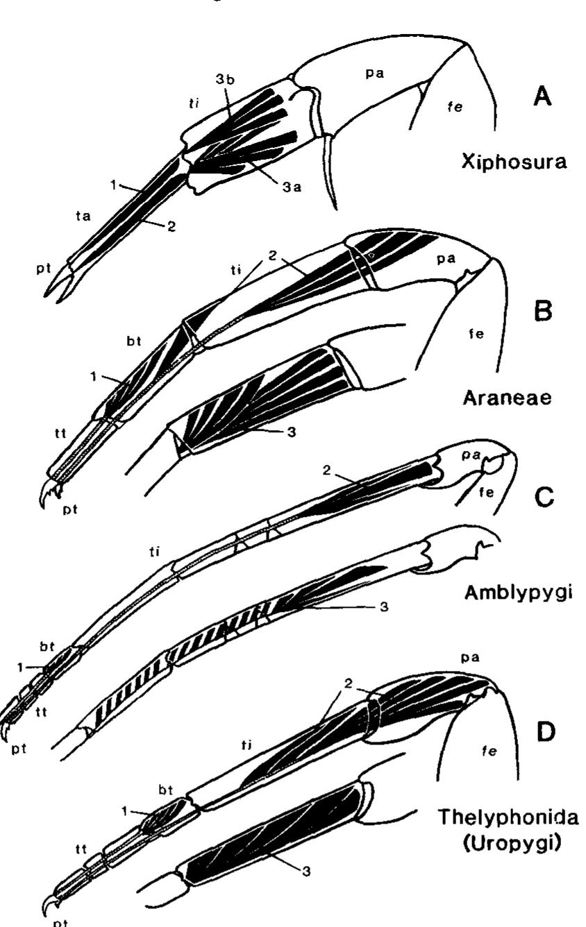 Anterior view of distal muscles (1-3) in leg 4. a, limulus