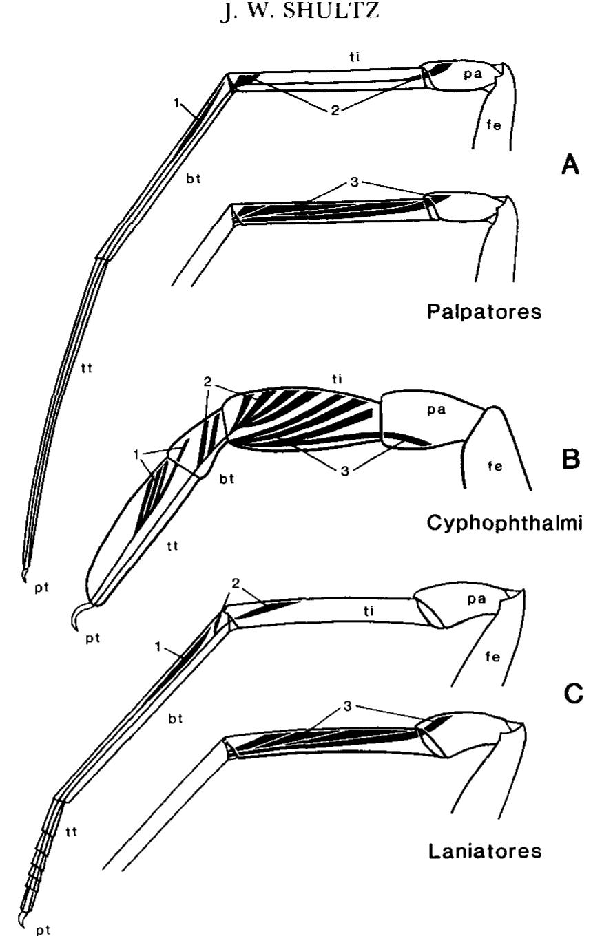 Anterior view of distal muscles (1-3) in leg 4 of the