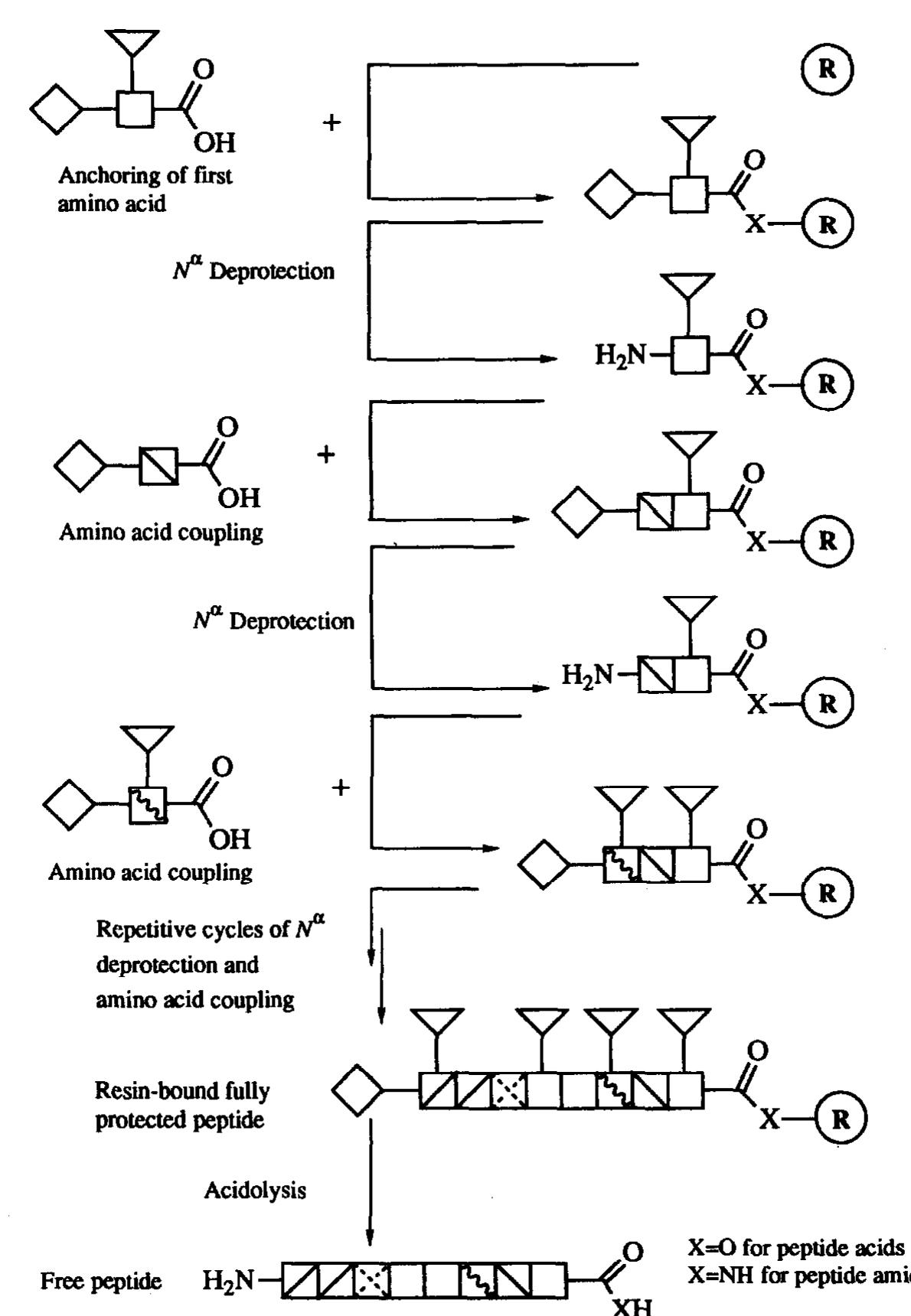 Schematic representation of linear spps. amino acids are
