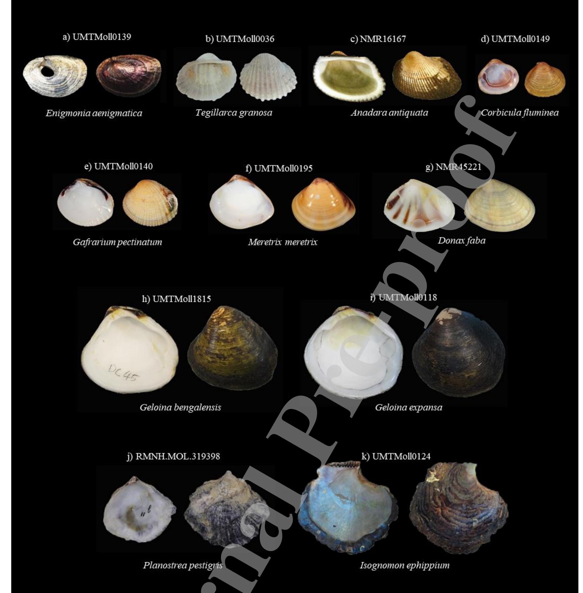 The most widely distributed bivalve species in the mangrove