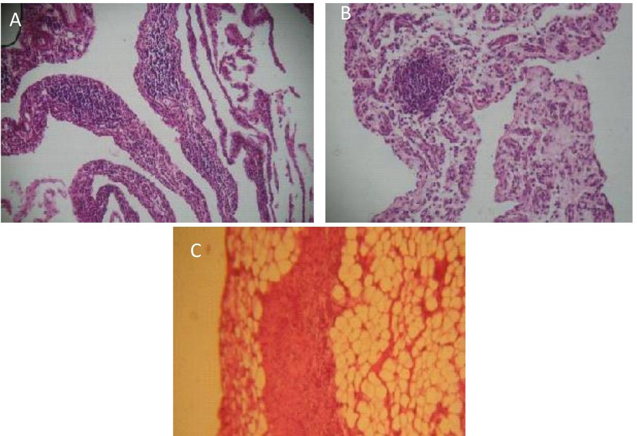 H&e staining of histological absorption of animal tissues