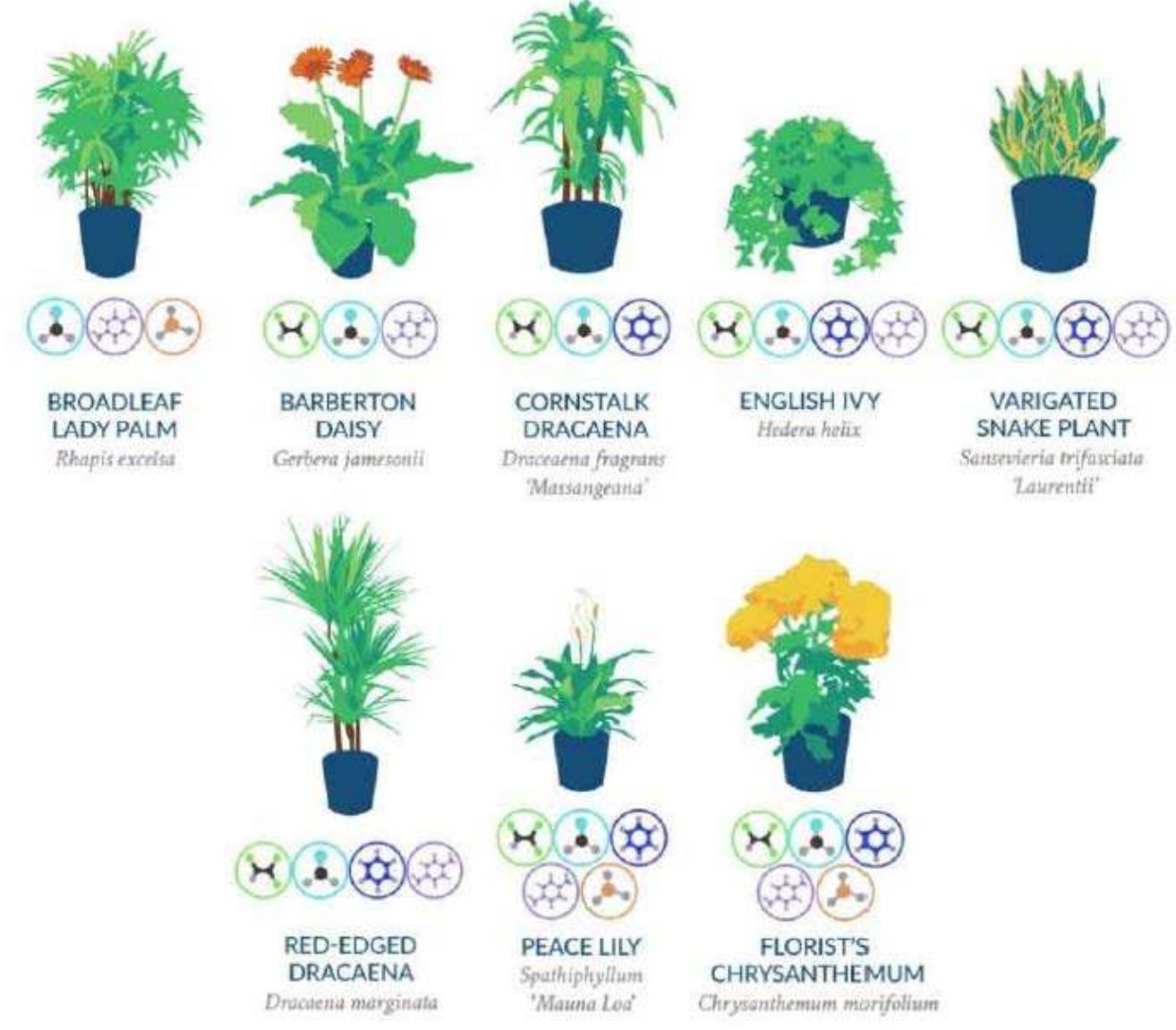 Some more examples of plants for interior spaces