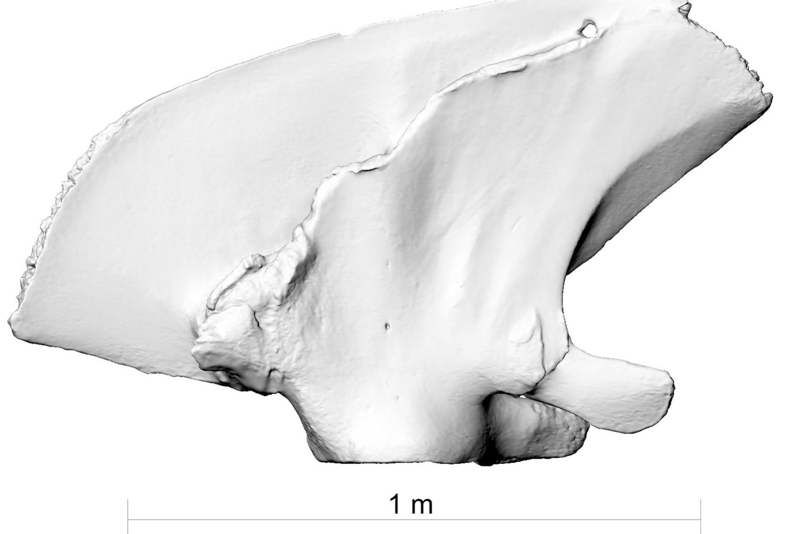 The right scapula of fin whale zmh s 10261/10616 from the