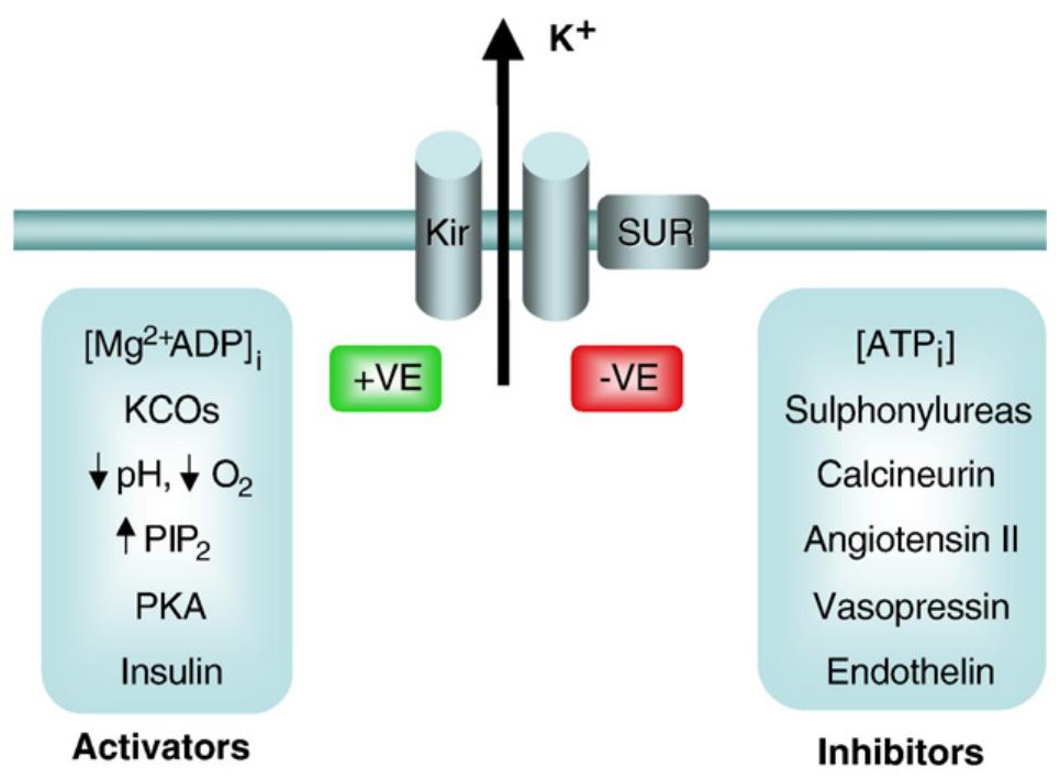 Basic characteristics of karp channels. diagram illustrating