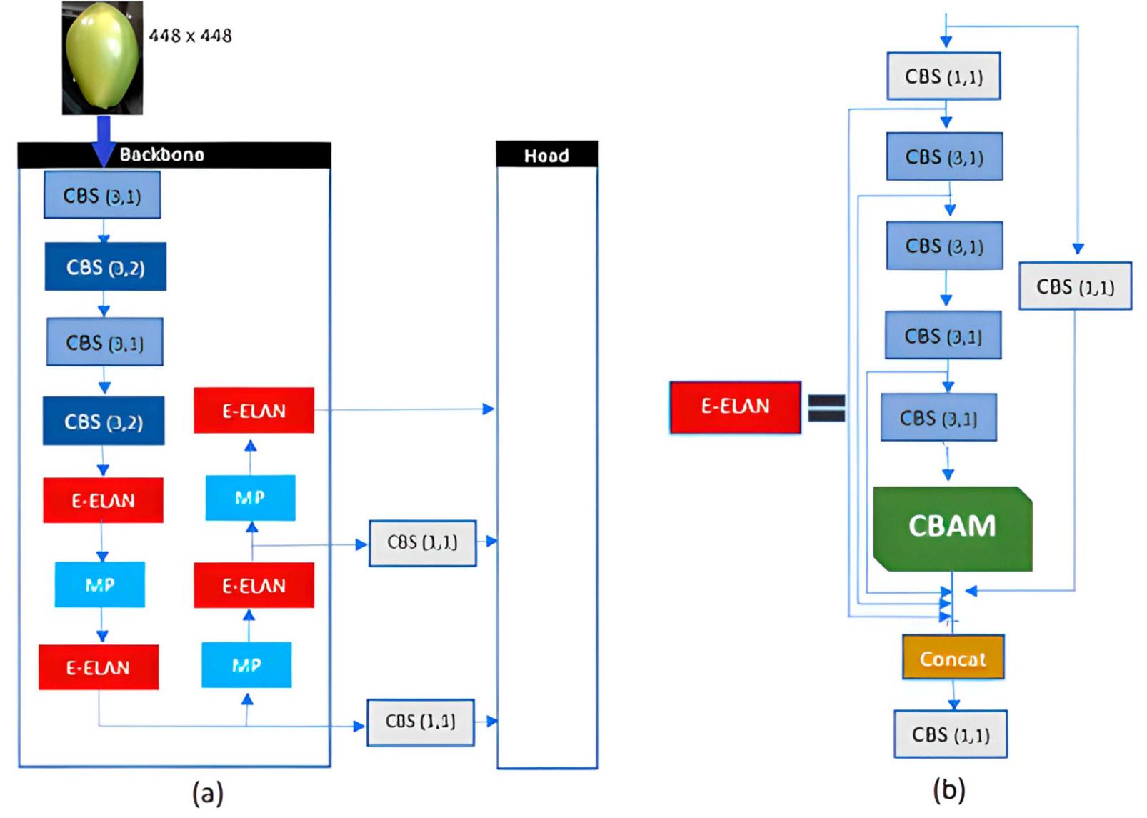 (a) simplified structure of the backbone with the