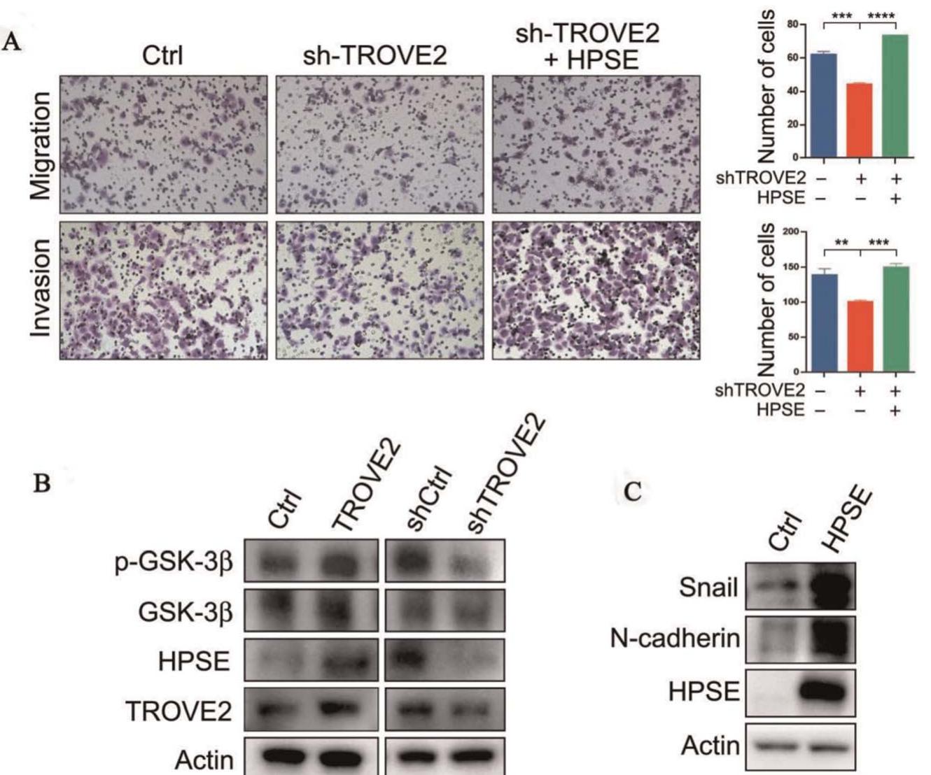 Trove2 regulates emt pathway through hpse and gsk-8b. (a)