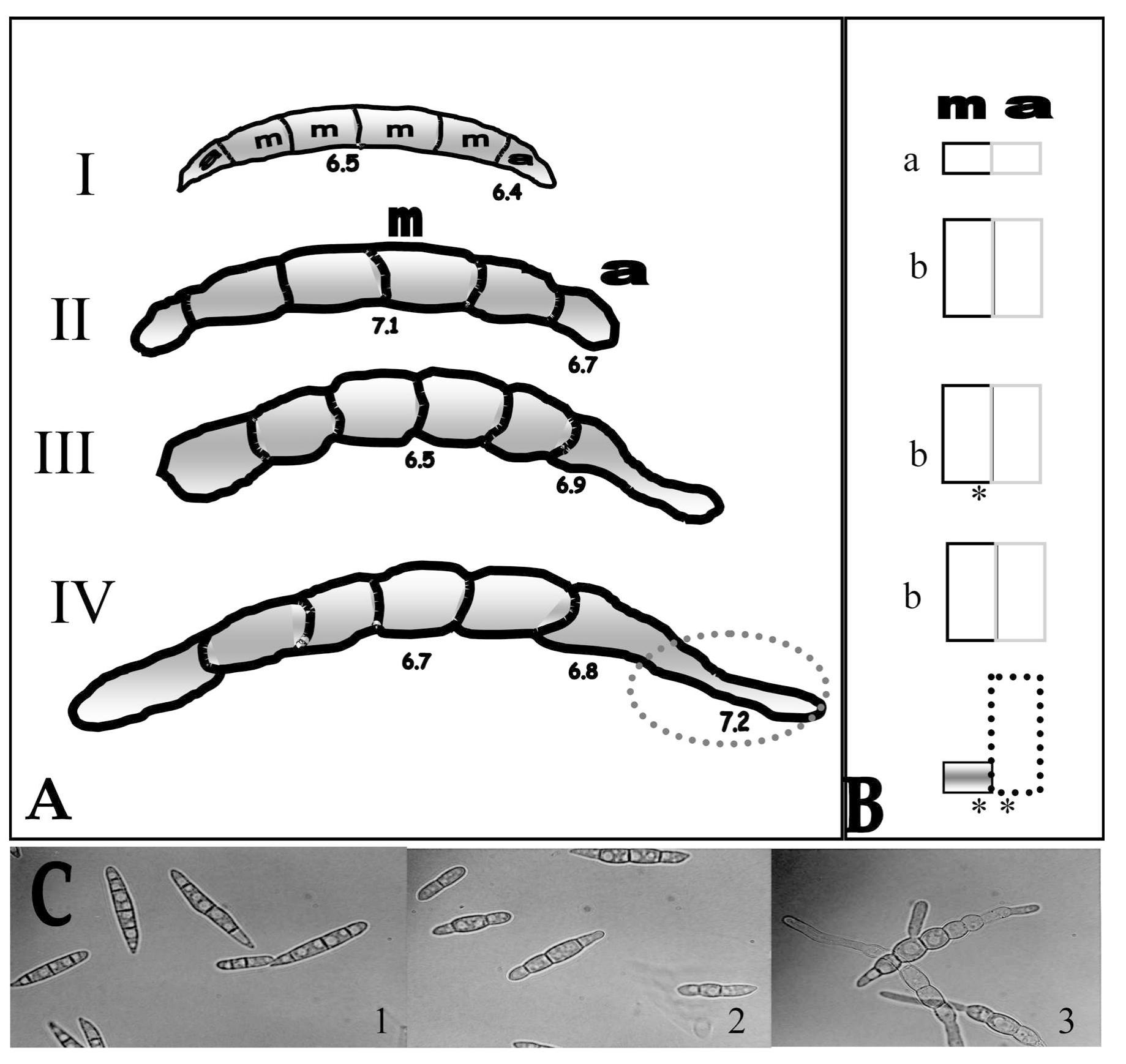 Figure 5 - from Germination inhibitors of fungal spores: