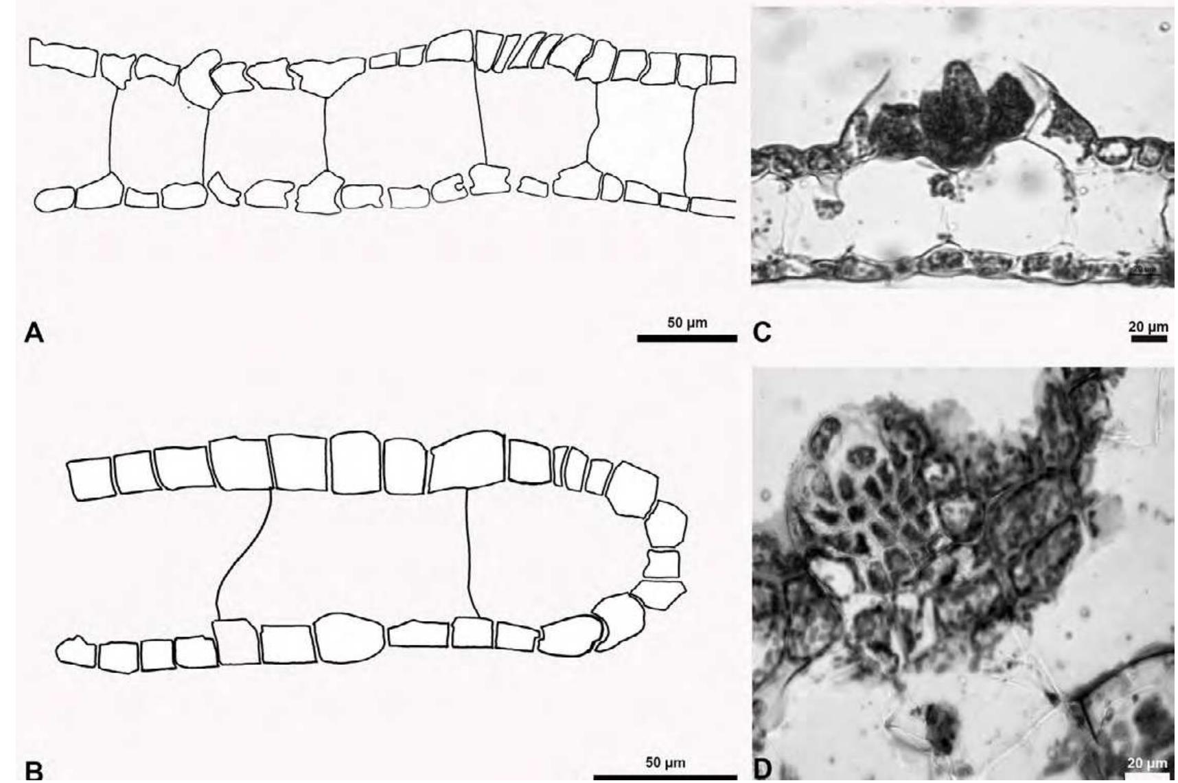 Dictyota humifusa. a, b, cross section of the blade; c, d,