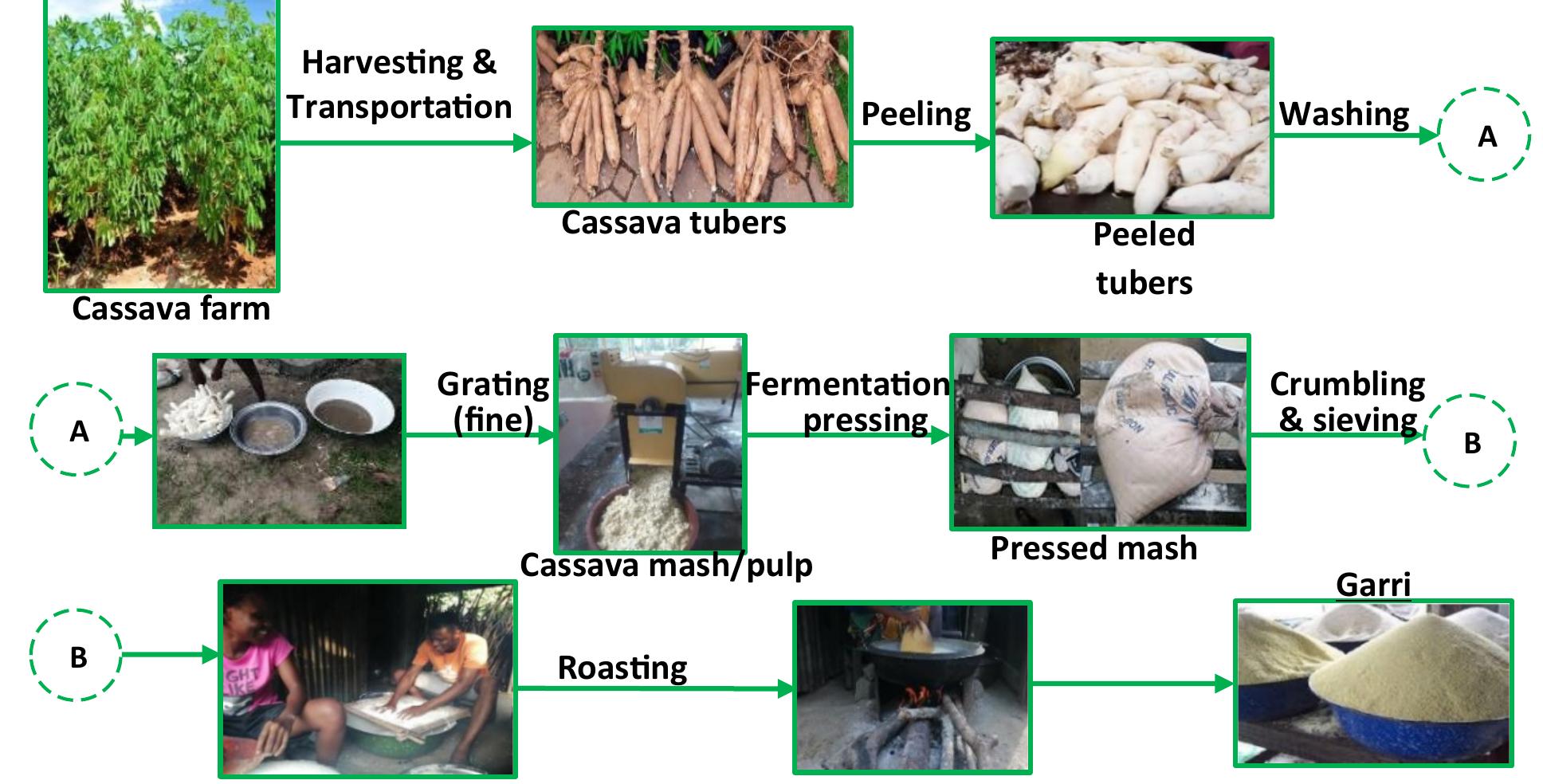 Process flow diagram for garri production from cassava roots