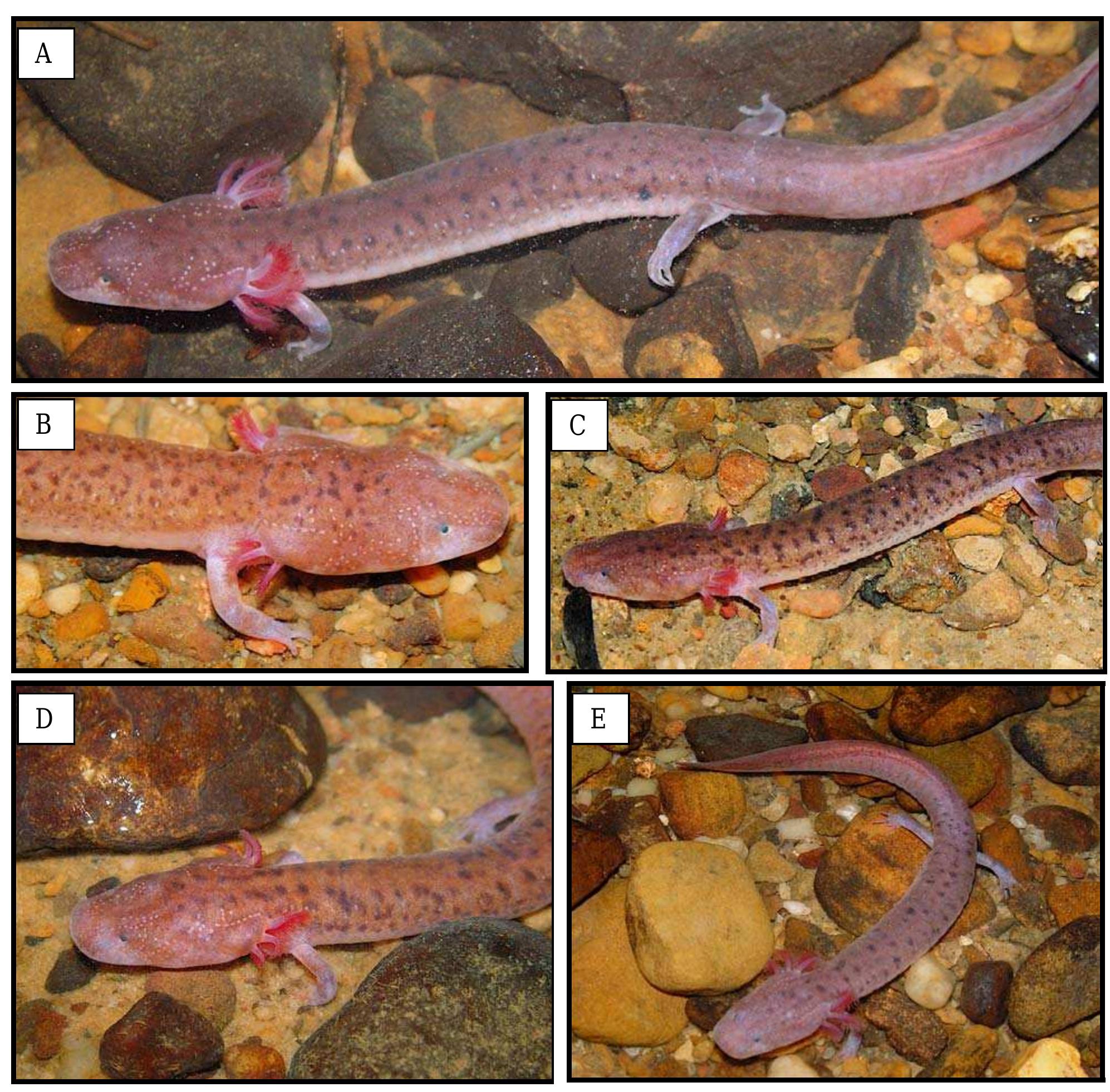 Photographs of the big mouth cave salamander (g. palleucus
