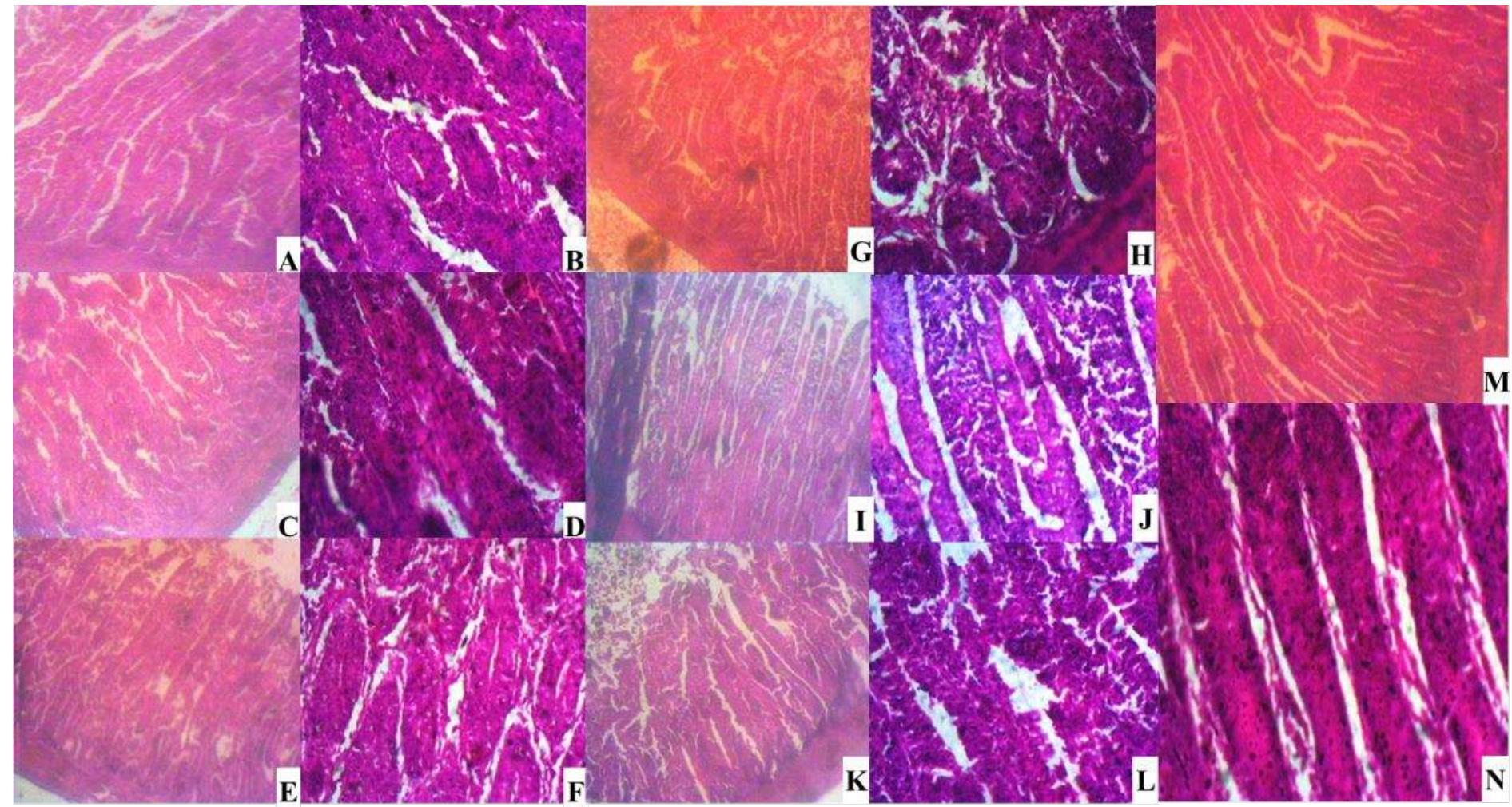 Photomicrographs of the jejunum of broiler chickens fed the