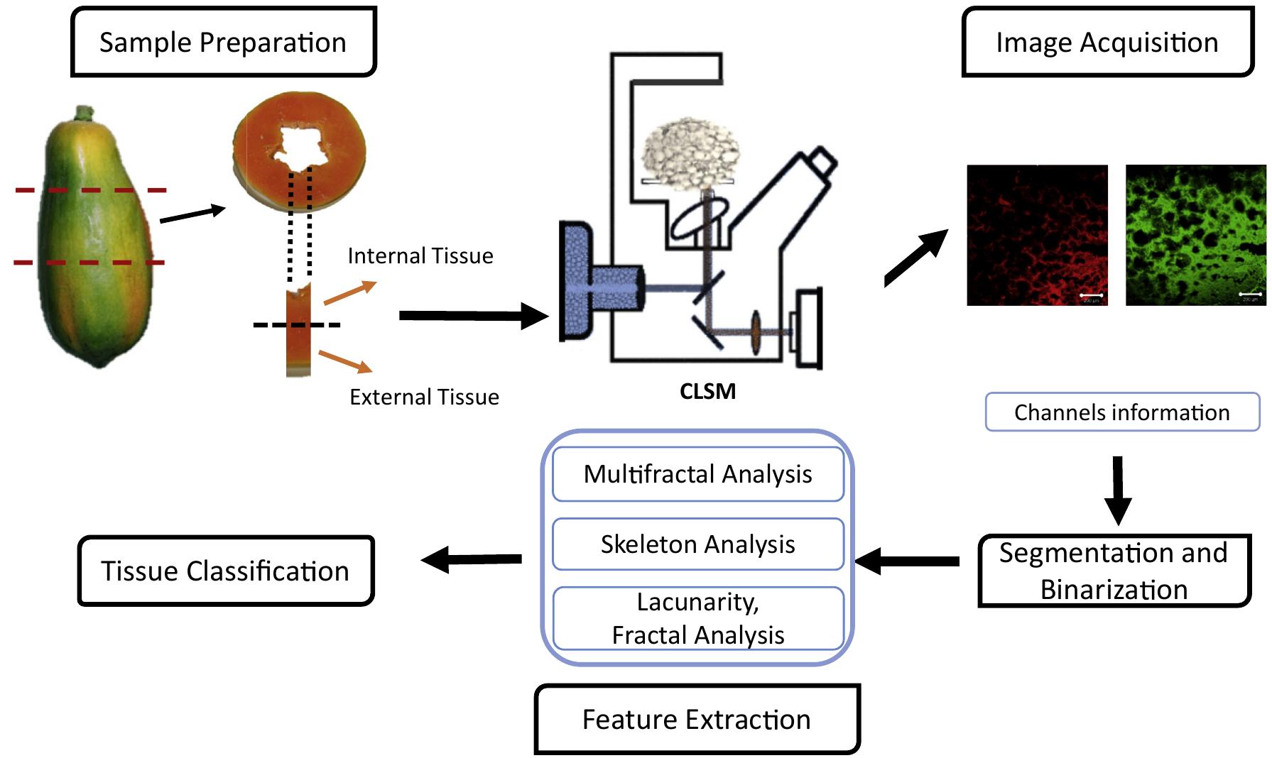 Schematic diagram of the dia sequence for tissue samples of