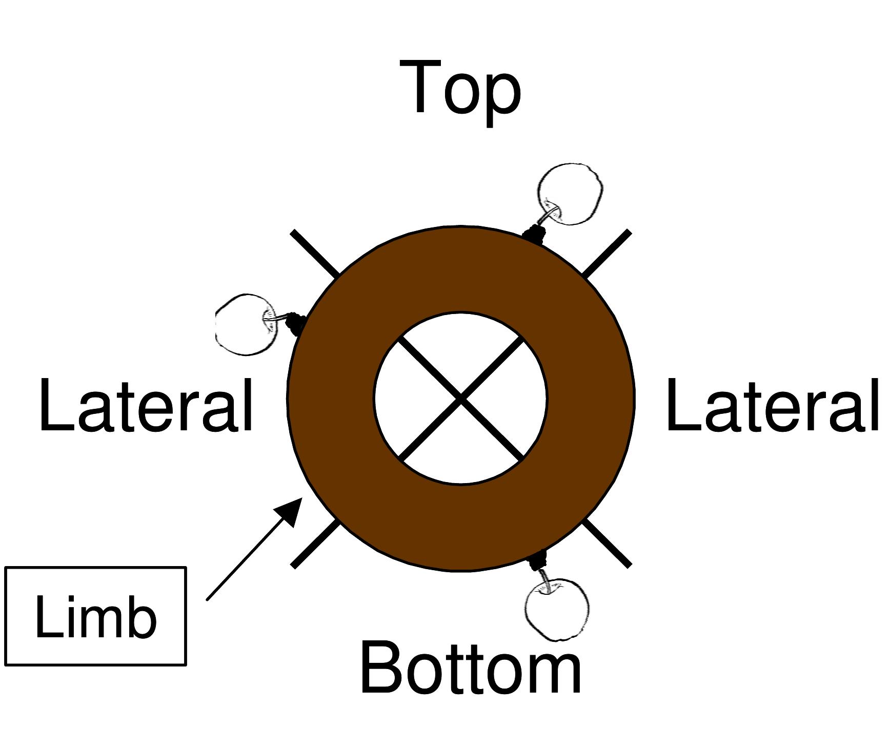 1. diagram of apple limb cross section with sampling