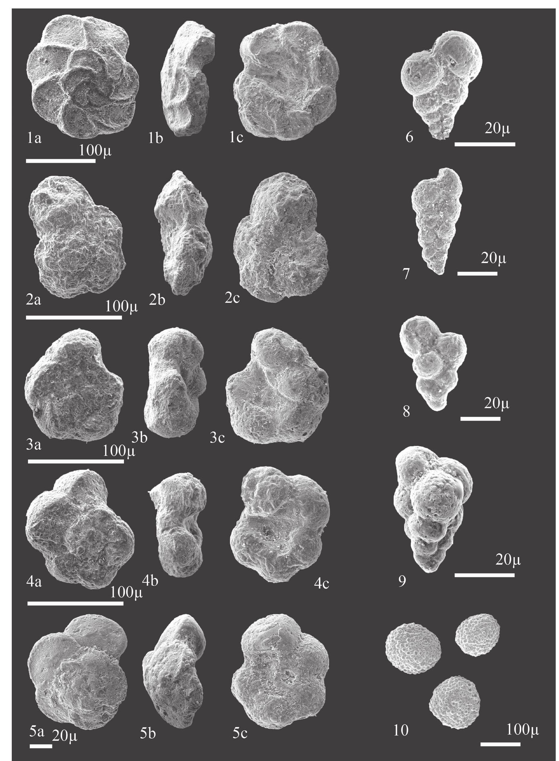 Sem illustrations of planktonic foraminifera from the