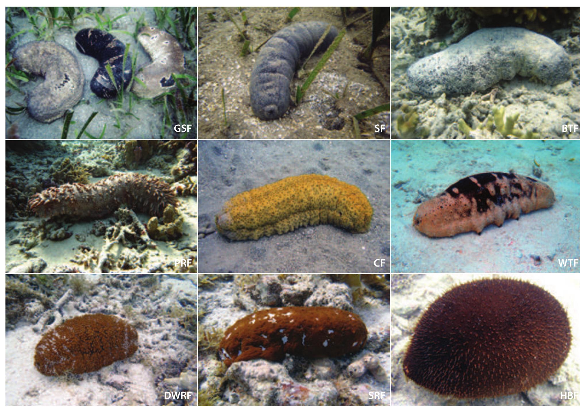 Iucn red listed sea cucumber species present in solomon