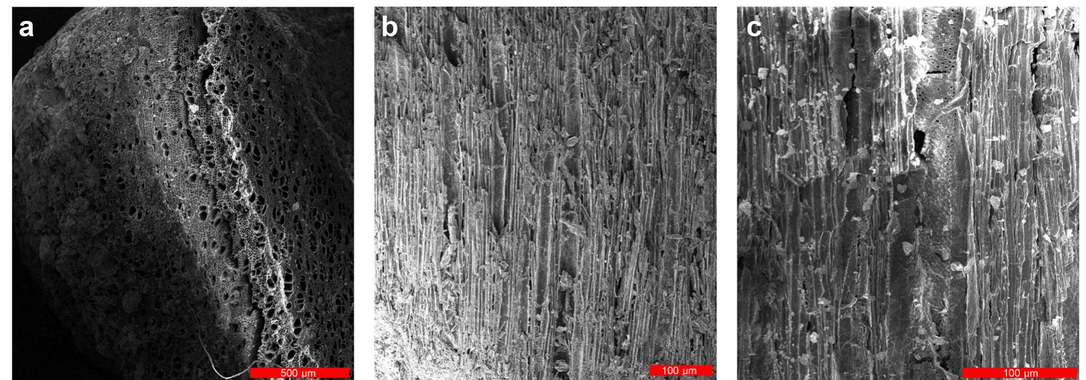 Scanning electron microscope (sem) images of charred-wood