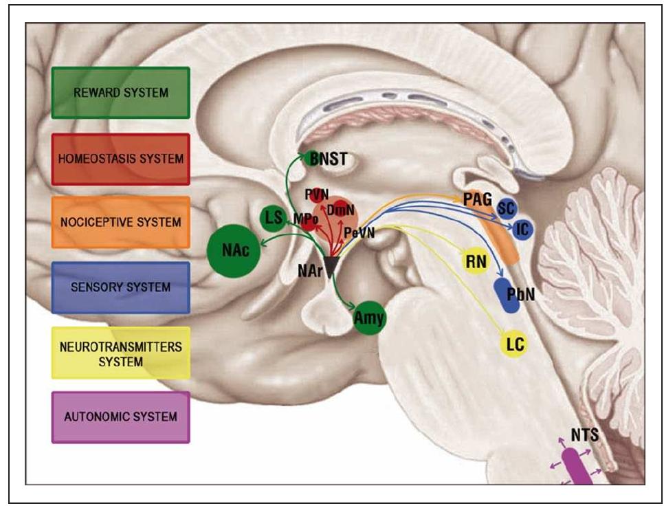 Figure 1 - from Opioidergic System and Functional