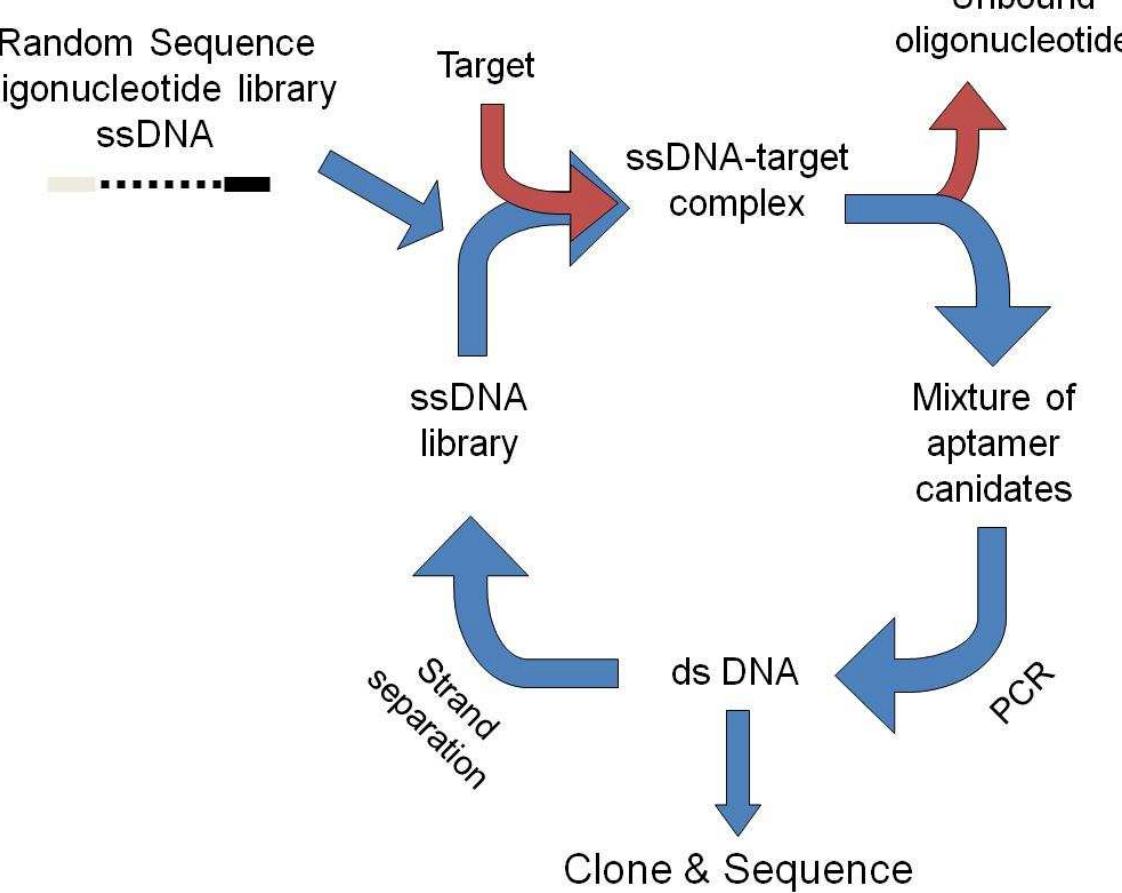 Diagram depicting the selex process for the selection of