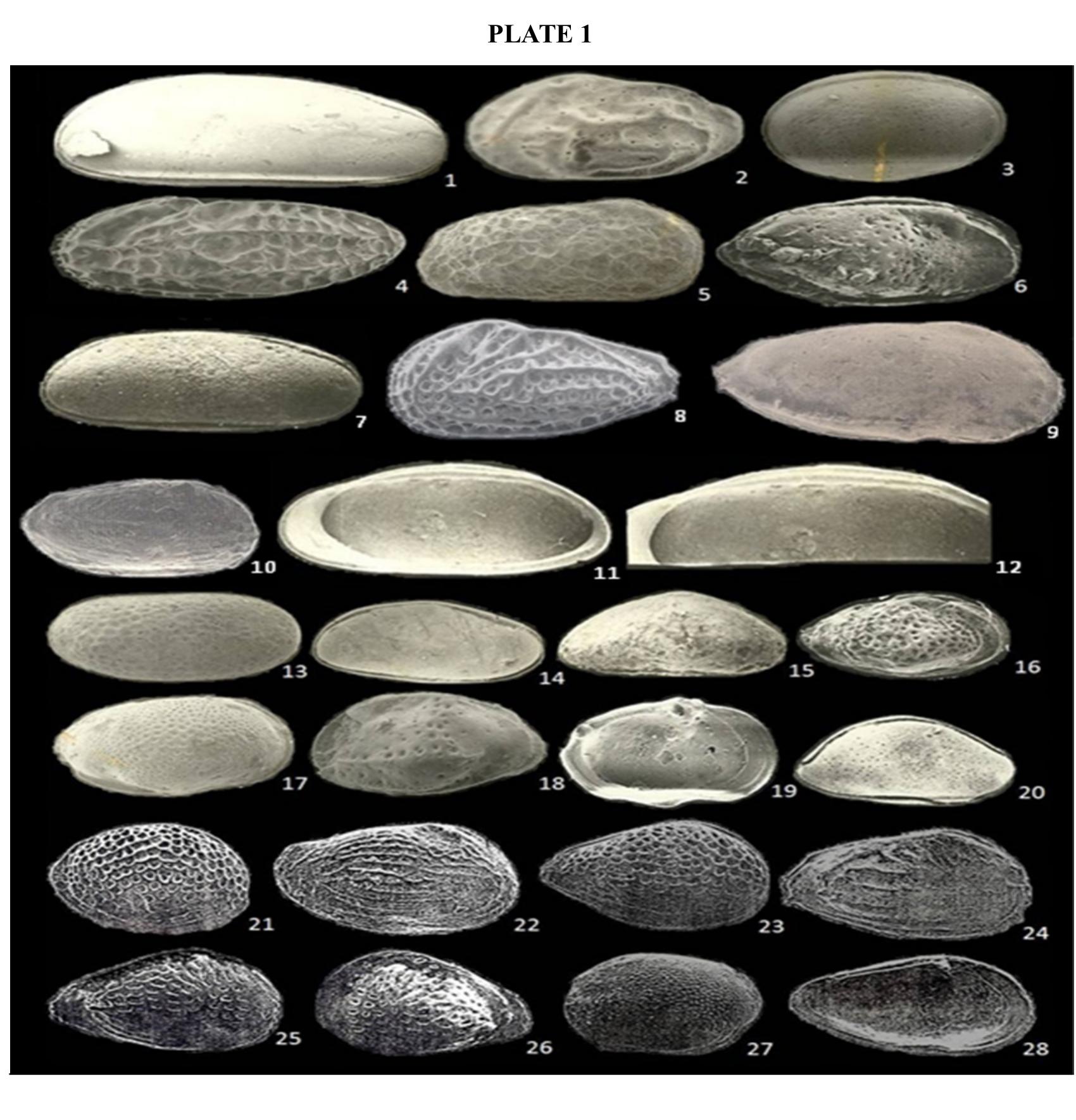 Figure 13 - Ostracod, Diatom and Radiolarian Biostratigraphy