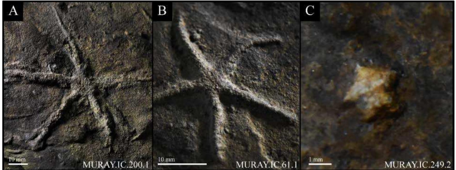 Examples of well-preserved asteriacites in the apeleg