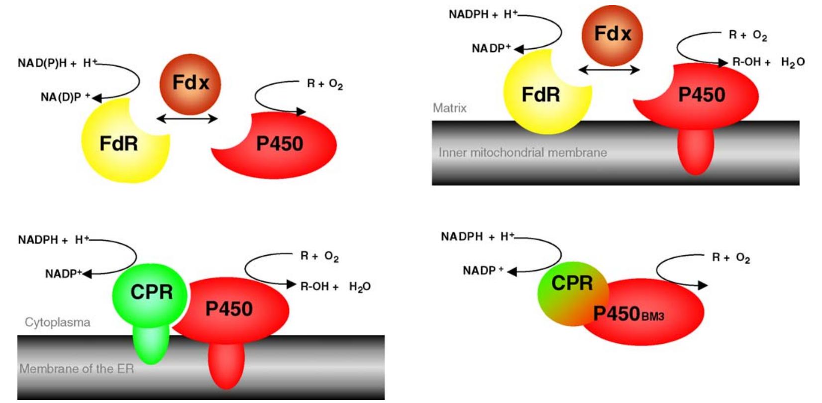 Schematic organisation of different cytochrome p450 systems.