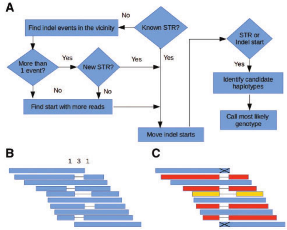 Schematic procedure for indel realignment and haplotype
