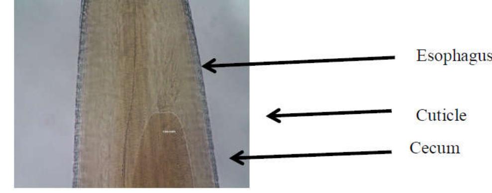 Anterior part of parasite figure 3 anterior part of parasite