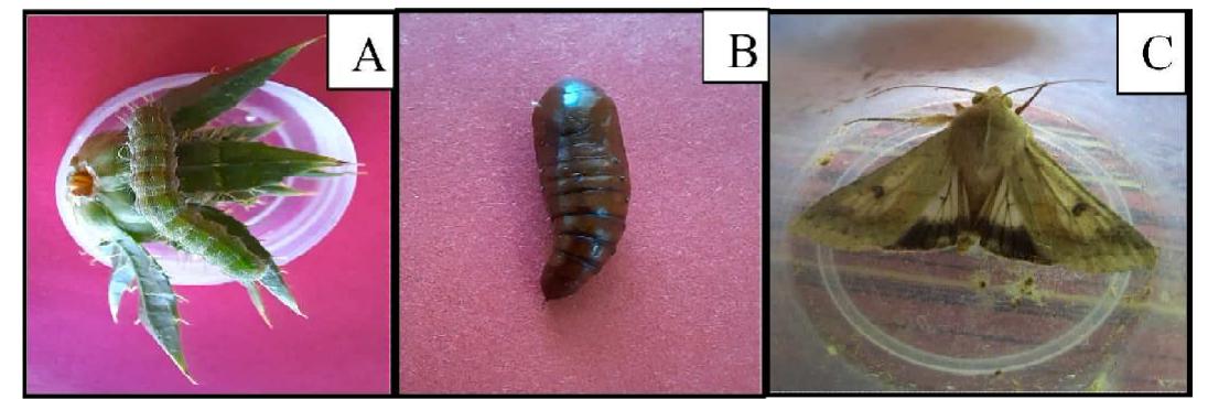 Life stages of h. armigera (a) larva of h. armigera (b) pupa