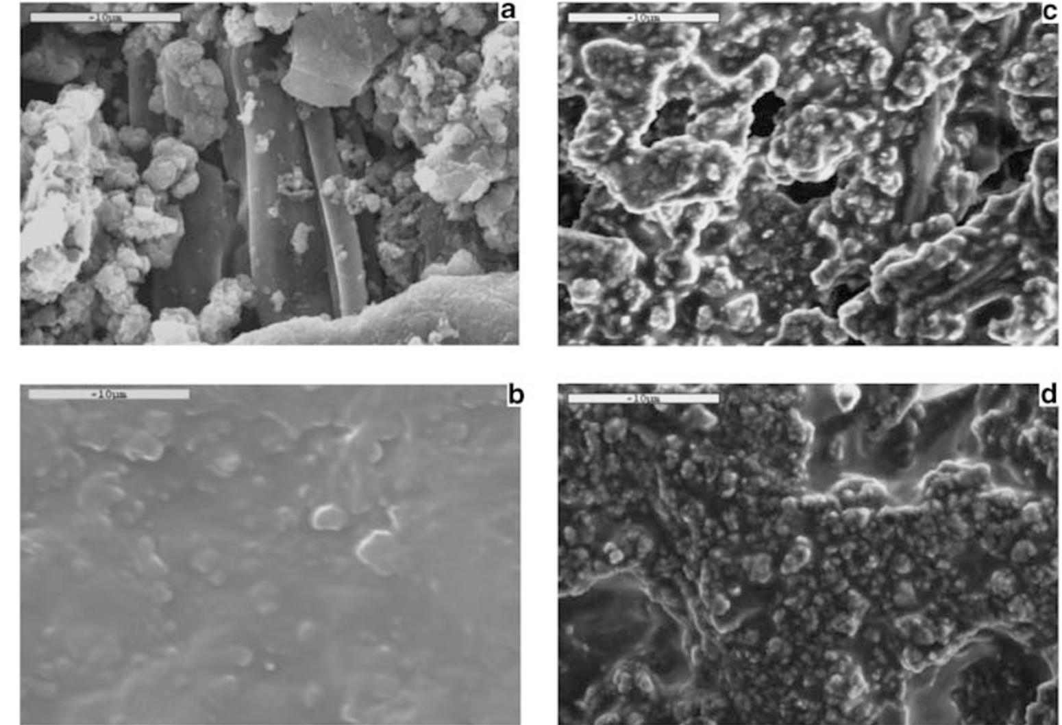 Sem micrographs of (a) pani-bsa and pani/epoxy resin