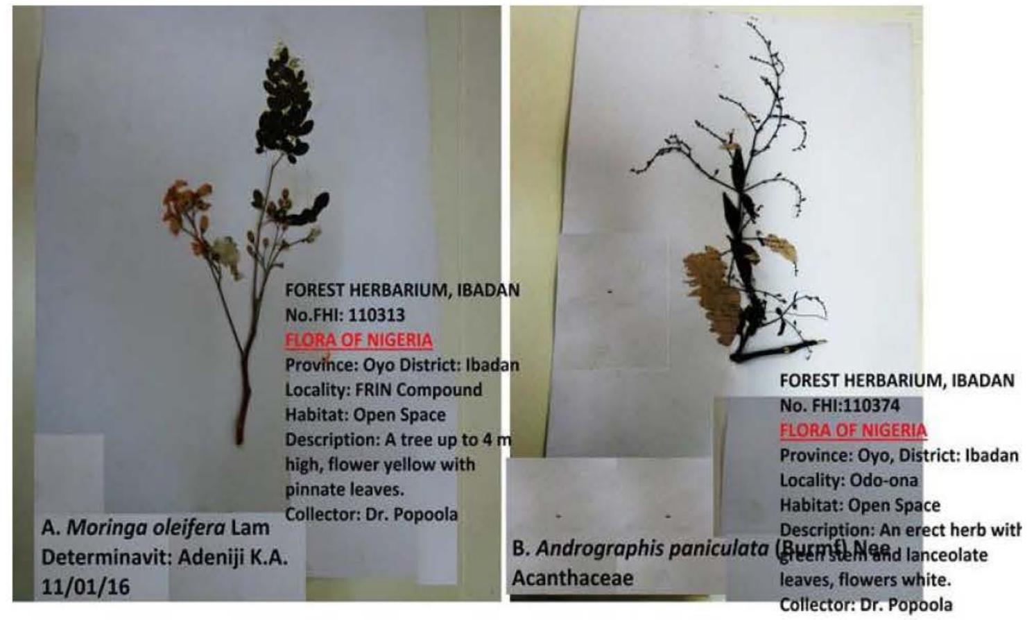 Voucher specimen of the parts of the plants used for the