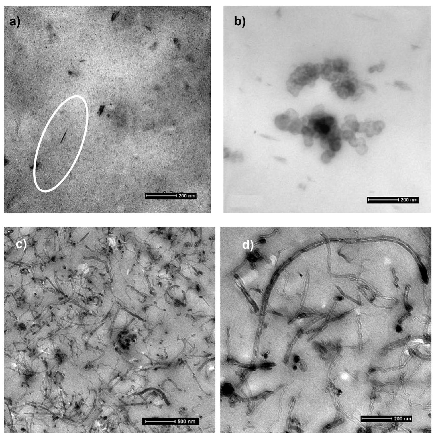 Transmission microscopic image in different amplifications