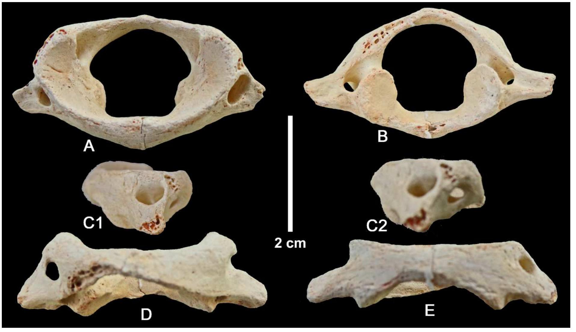 Gsn ba 13’21, hominoid atlas vertebra from berg aukas mine