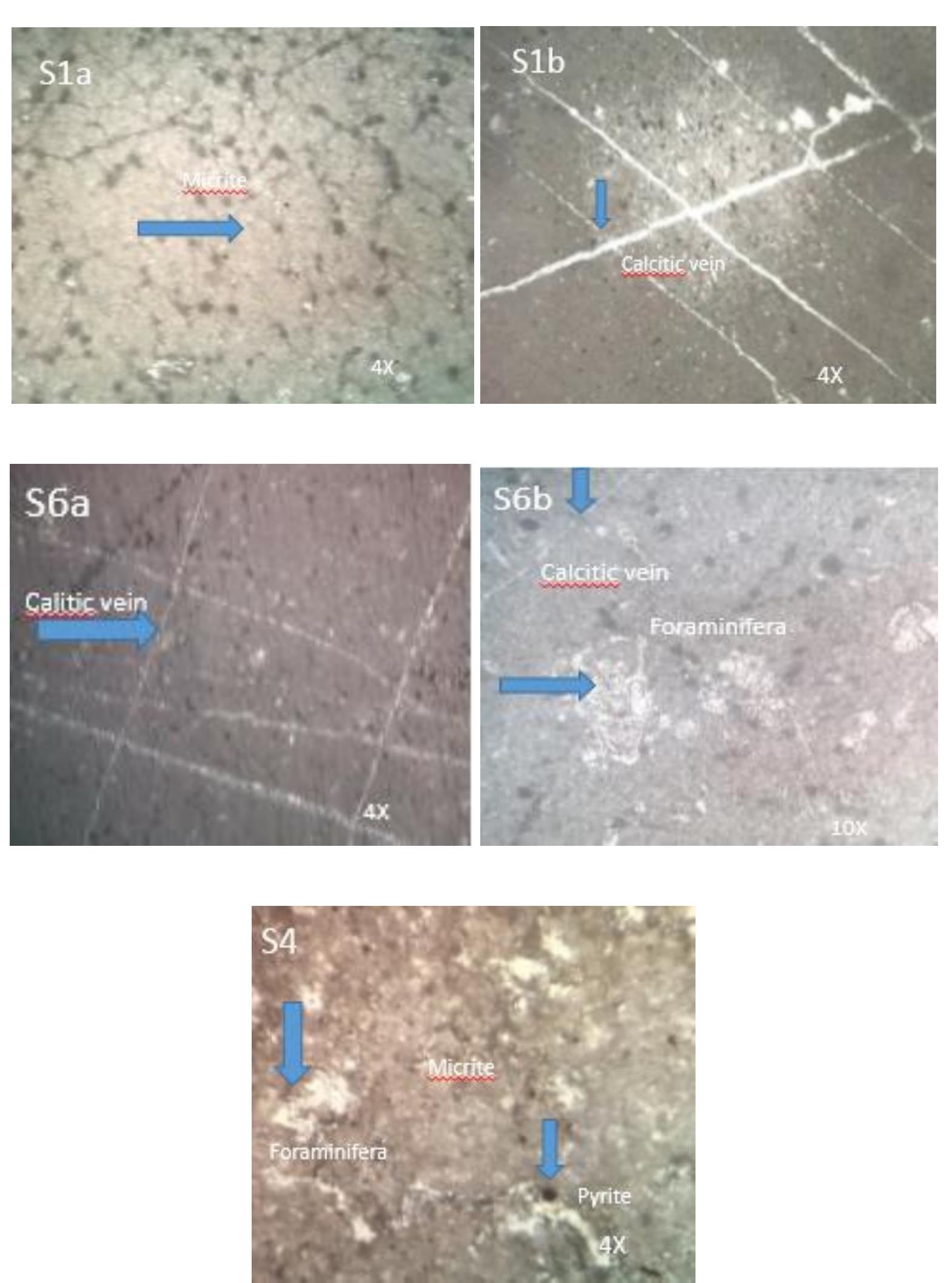 The thin-section images of parh limestone showing textures