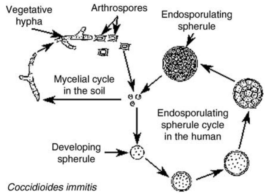 Coccidioidomycosis. figure 1 the life cycle of coccidioides
