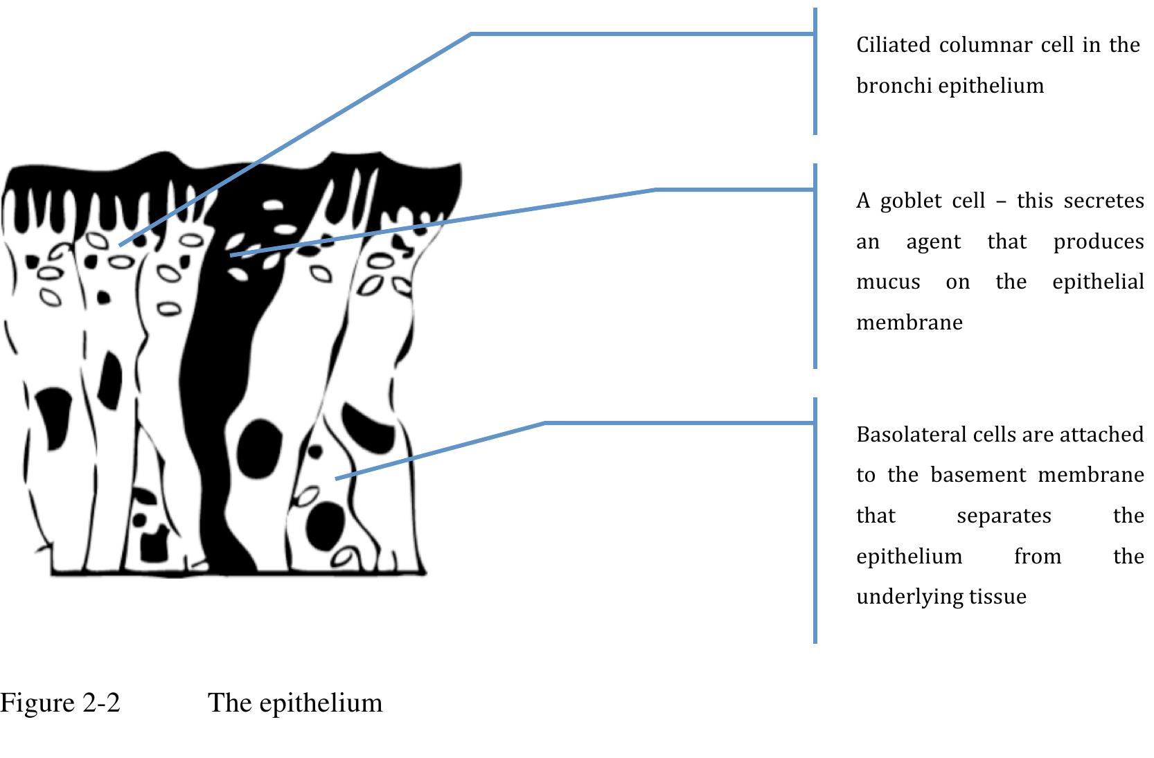 The epithelium has apical cell domains and basolateral cell