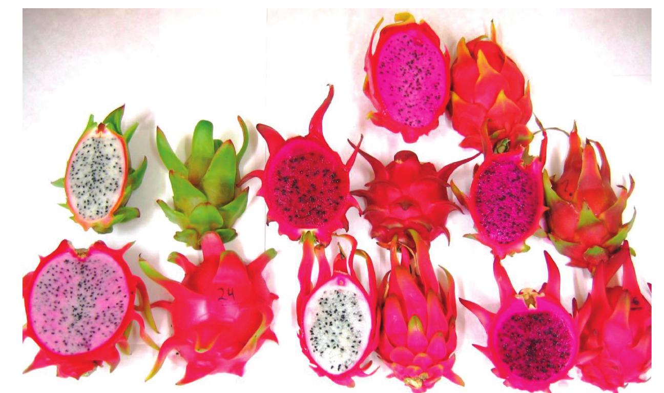 - appearance of various clones of pitaya genotypes (all