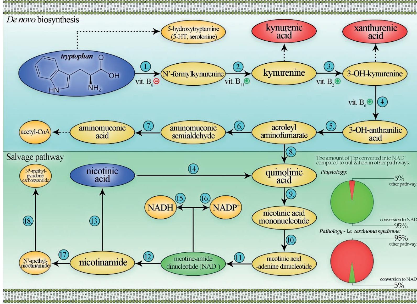 Schematic presentation of the key metabolic pathways of
