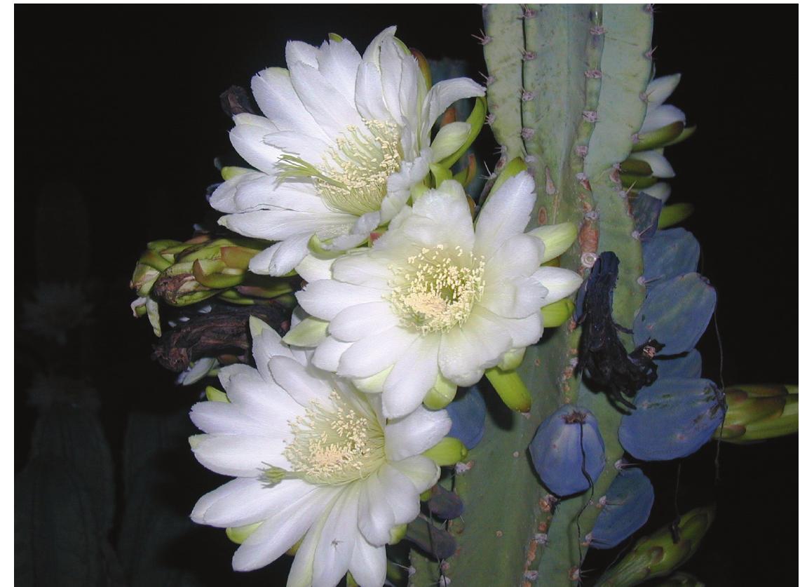 - cereus peruvianus shoot with flower buds, flowers at full