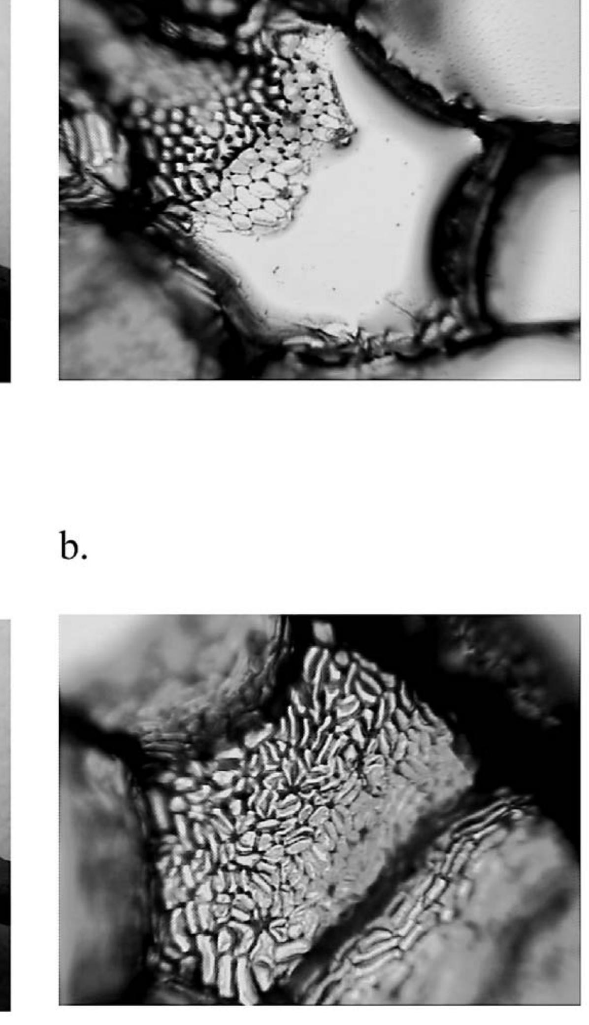 Figure 6 - from Photosynthesis-Irradiance Relationships for