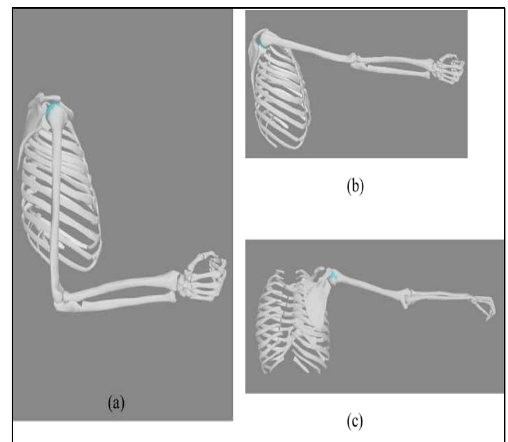 (a-c): simulated motions in opensim elbow flexion of 90