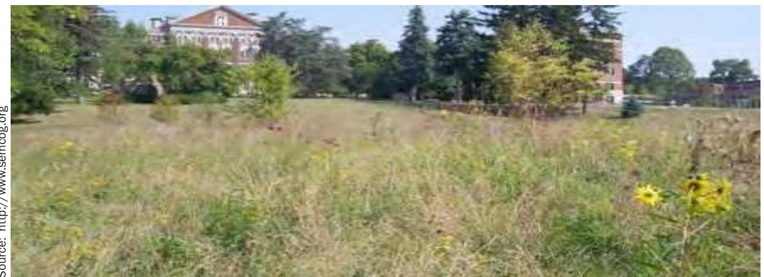 Native grasses in a natural flow path the purpose of