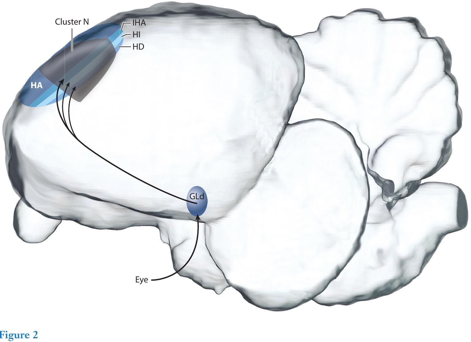 Schematic drawing of the suggested magnetic