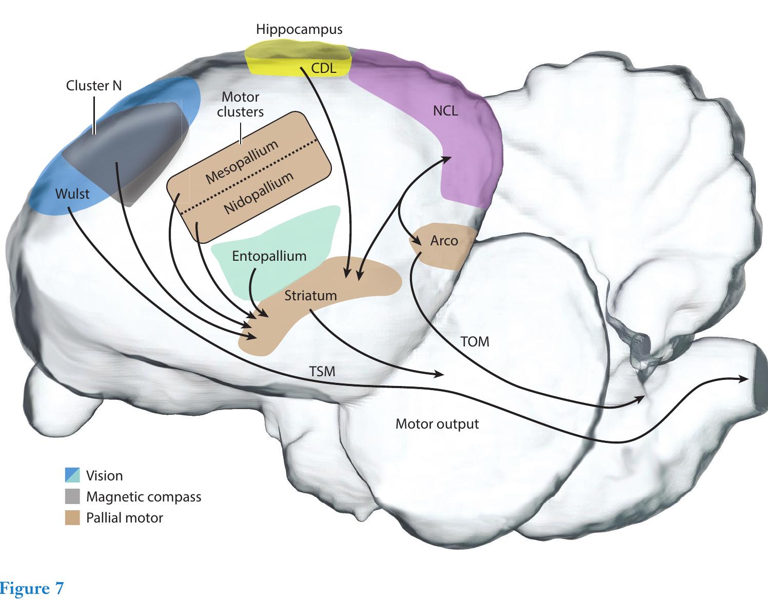 Schematic drawing of the motor output pathways of the bird