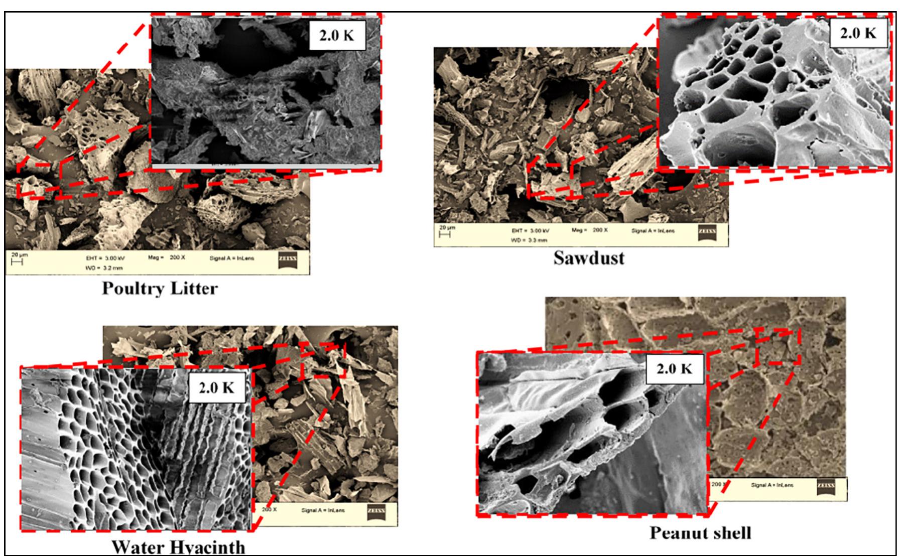 Surface morphology of biochar by field-emission scanning
